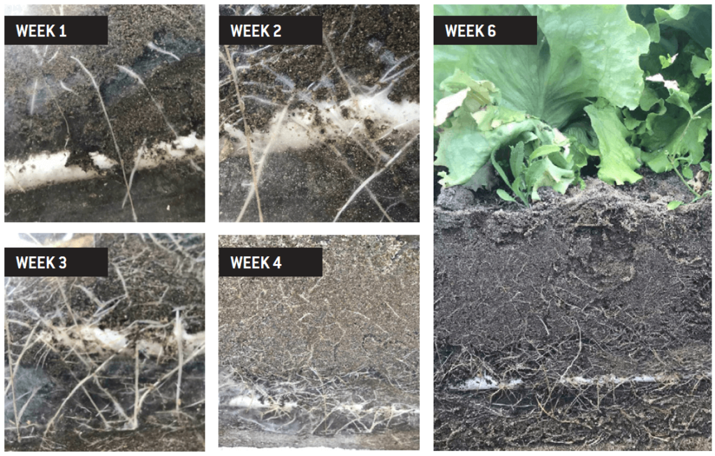 Global Archives - Responsive Drip Irrigation