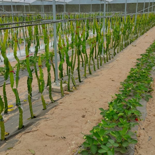 NEW HOMEPAGE - Responsive Drip Irrigation